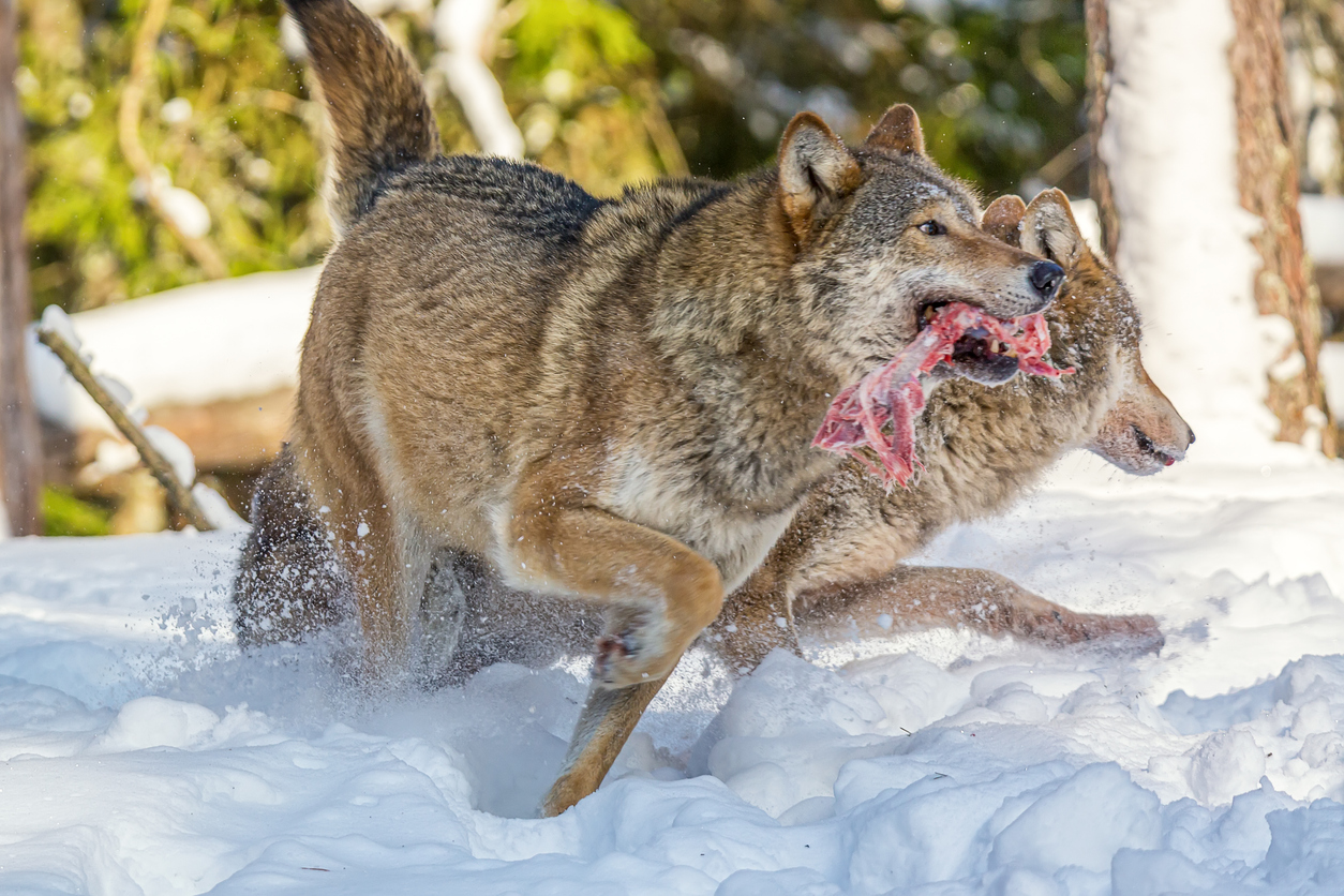 The time for gray wolf management to change is now » Publications ...