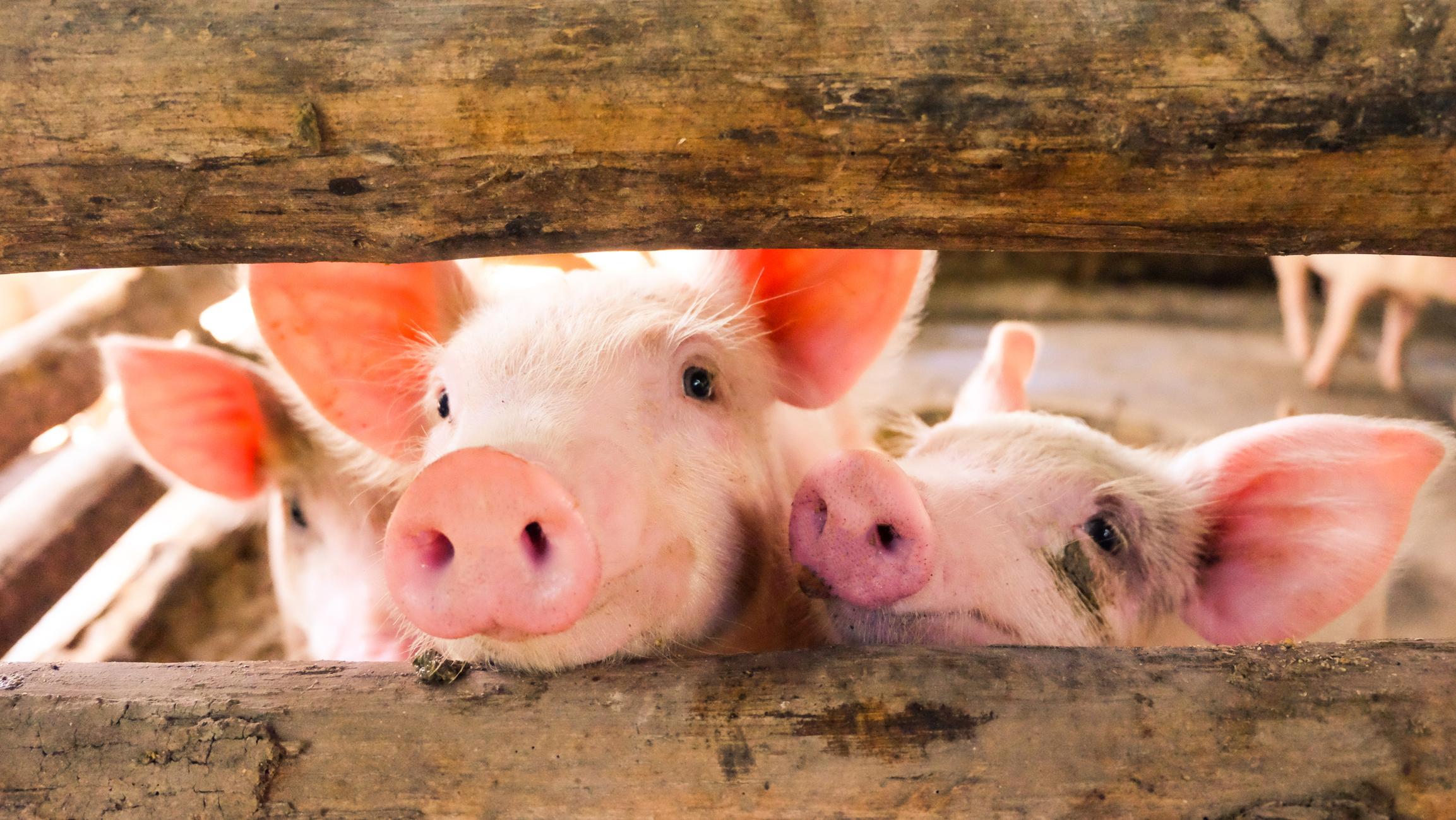 California's Prop 12 puts food security, animal health at risk
