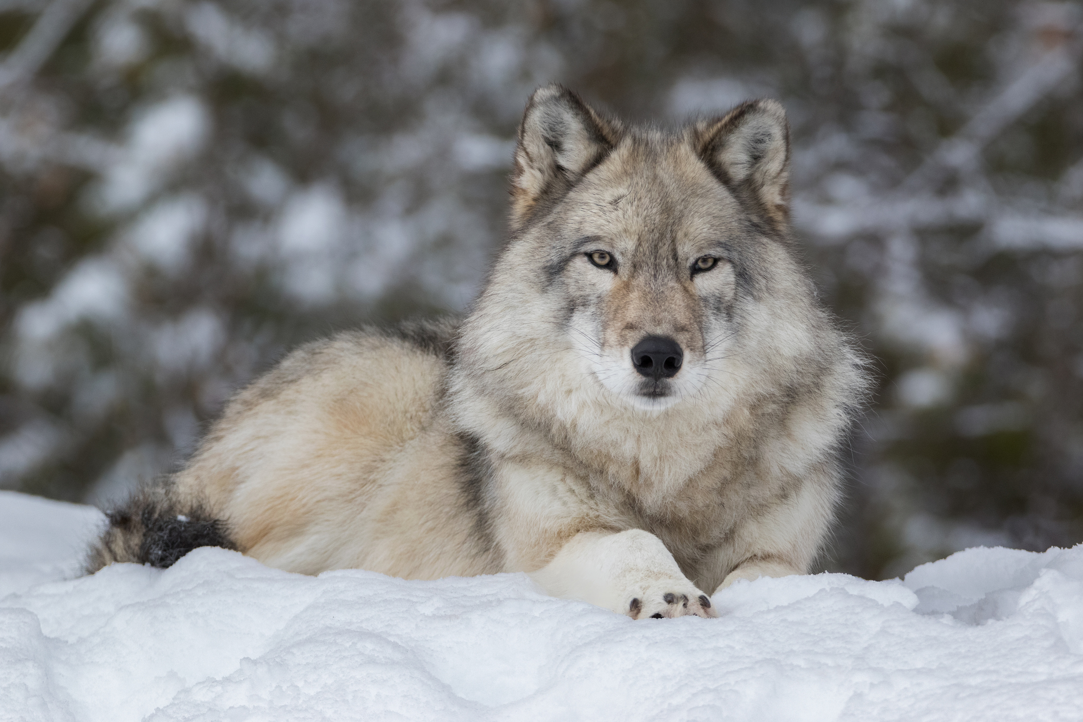 Now is the time for better gray wolf management strategy