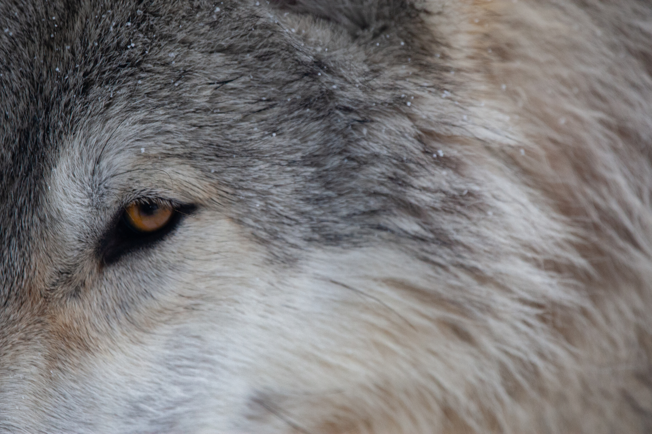 WDFW removes a problem wolf as wolf population reaches delisting level