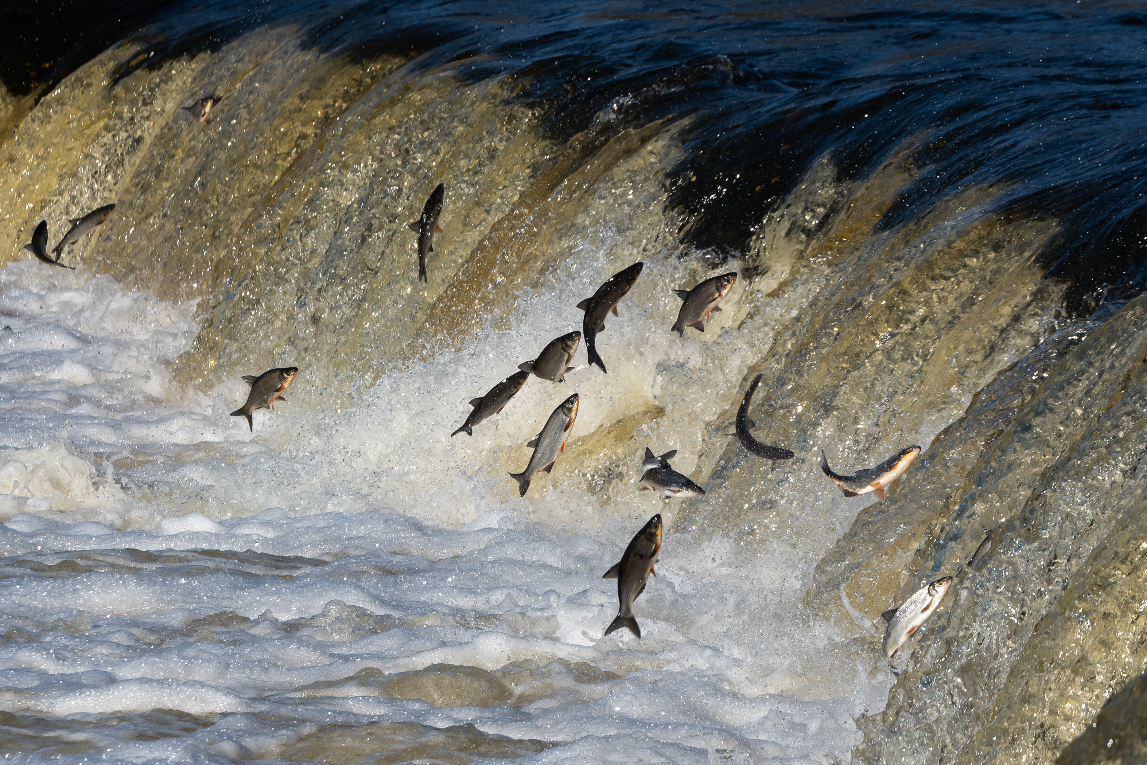The Elwha River is still closed to fishing..................... | IFish ...