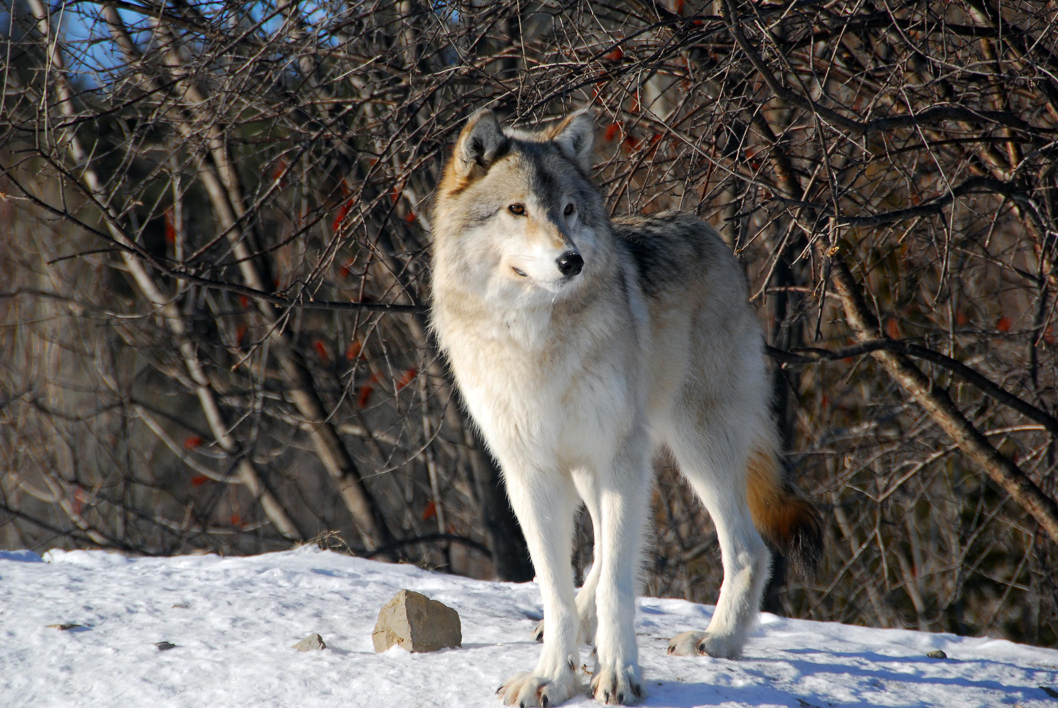 Now is the time for gray wolf management policy to move forward